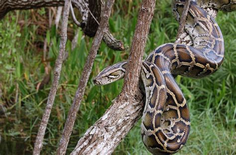 Longest Python Found