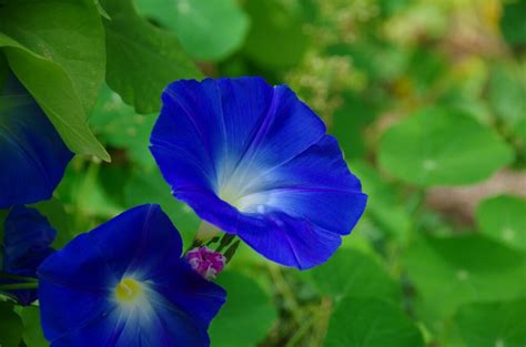 Navy Blue Flowers Stunning Blooms And Garden Inspiration