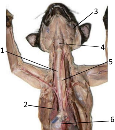 Cat Dissection 1 6 Diagram Quizlet