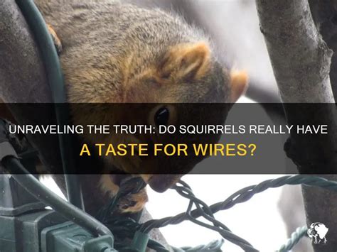 Unraveling The Truth Do Squirrels Really Have A Taste For Wires Petshun