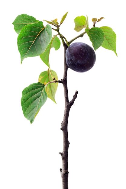 Premium Photo Fresh Fig Fruit With Leaves And Stem On White Background