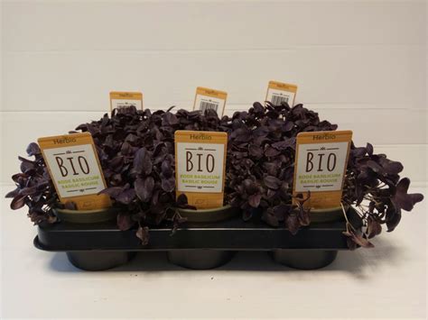 Ocimum Basilicum — Plant Wholesale Floraccess