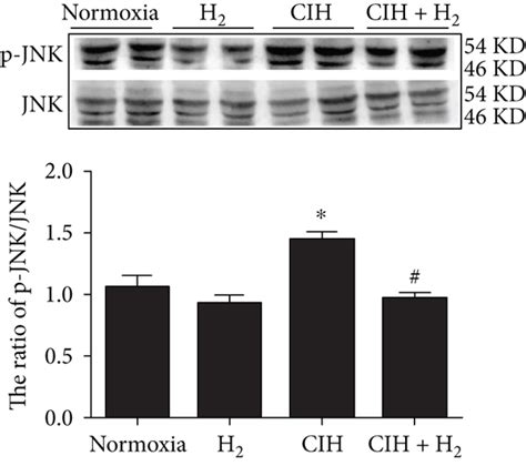 Mapk Signaling 抗体 Panel Arg30349 Arigobio