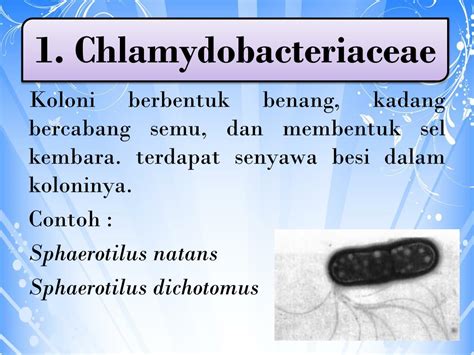Ppt Divisi Schizophyta Powerpoint Presentation Free Download Id