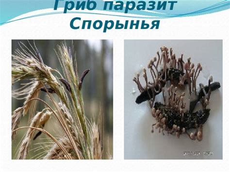 Гриб-паразит Спорынья