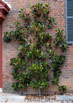 430 Trees Ideas Beautiful Tree Tree Trees To Plant