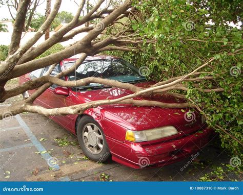 Tree Falls On Car After Hurricane Stock Photo Image Of Florida Damage 10887310