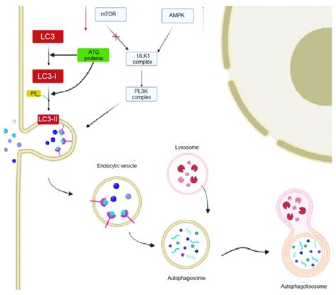 Overview Of The Main Steps Of Macro Autophagy In Mammal Cells In This Download Scientific