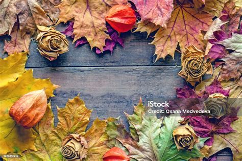나무 노화 배경에 마른 단풍과 장미의 프레임 공간을 복사합니다 가을 색 가을 무드 0명에 대한 스톡 사진 및 기타 이미지 0명 가을 갈색 Istock