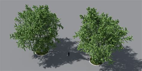 Tree Oak V1 Blender Market