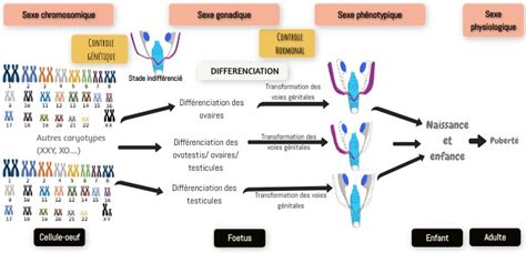 Différenciation sexuelle