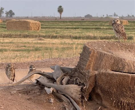 Eyes In The Wild A River Partners Wildlife Journal July Edition