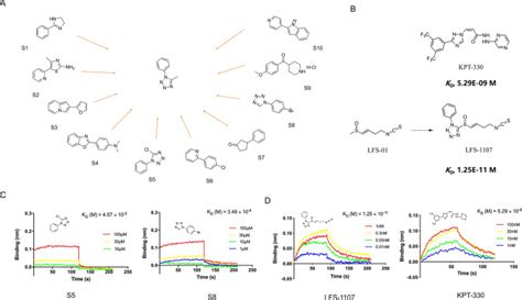 Discovery And Biological Evaluation Of A Potent Small Molecule Crm1 Inhibitor For Its Selective