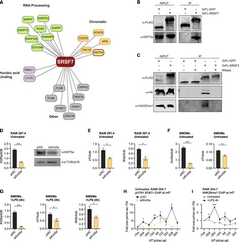 Serine Arginine Rich Splicing Factor 7 Promotes The Type I Interferon Response By Activating