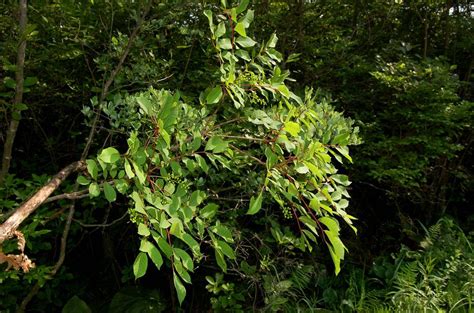 Poison Sumac Tree Identification At Lauren Meudell Blog
