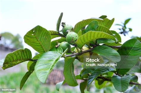 Psidium Guajava의 과일과 잎 숙성 0명에 대한 스톡 사진 및 기타 이미지 0명 건강한 식생활 과일 Istock