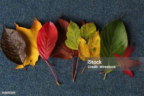 직물 질감에 다양한 모양과 색상의 단풍 컬렉션을 클로즈업 샷 0명에 대한 스톡 사진 및 기타 이미지 0명 가을 계절 Istock