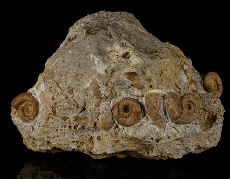 E Rocks Mineral Auctions