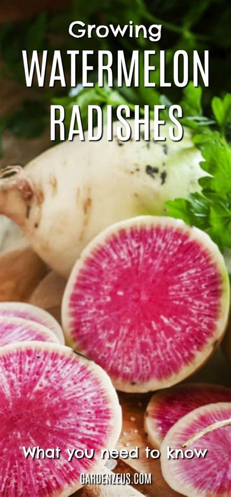 Growing Watermelon Radishes Tips And Tricks For A Bountiful Harvest