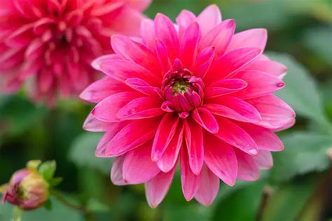 Dahlia Plant Spacing How Far Apart Should You Plant Them GardenFine