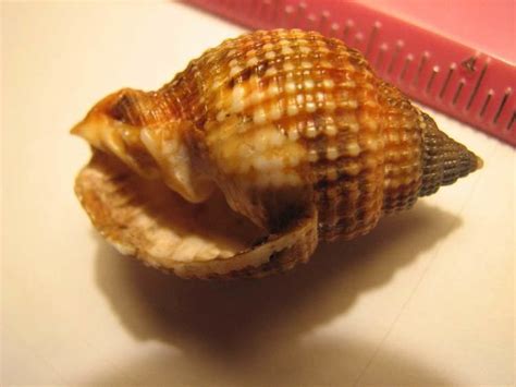 Common Nutmeg Alchetron The Free Social Encyclopedia