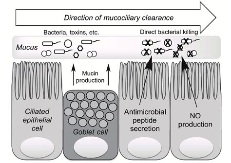 Ciliated Epithelial Cell Diagram