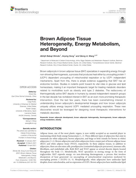 PDF Brown Adipose Tissue Heterogeneity Energy Metabolism And Beyond