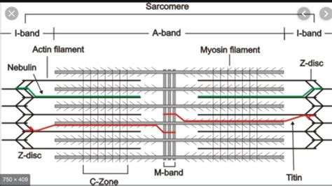MSK Physiology Flashcards Quizlet