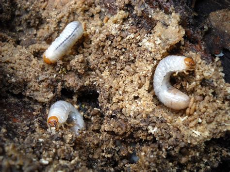 Grub Control For The Minneapolis Area Fertilawn
