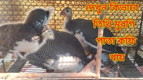 শখের তিথি মুরগি দেখুন কিভাবে পাতা কপি খাচ্ছে। তিথি মুরগি পালন পদ্ধতি বাংলাদেশ Youtube