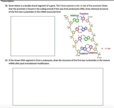 18 given below is a double strand segment of a gene