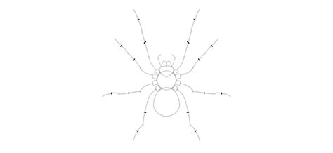 How To Draw A Spider Step By Step Envato Tuts