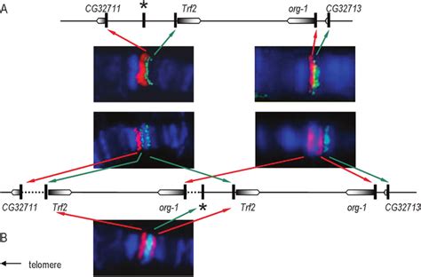 Visualization Of The Sexratio Duplication By In Situ Hybridization Download Scientific