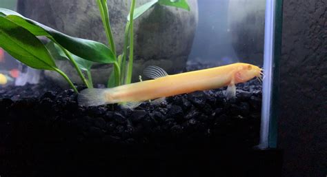 Identifying Loach Sex R Loaches