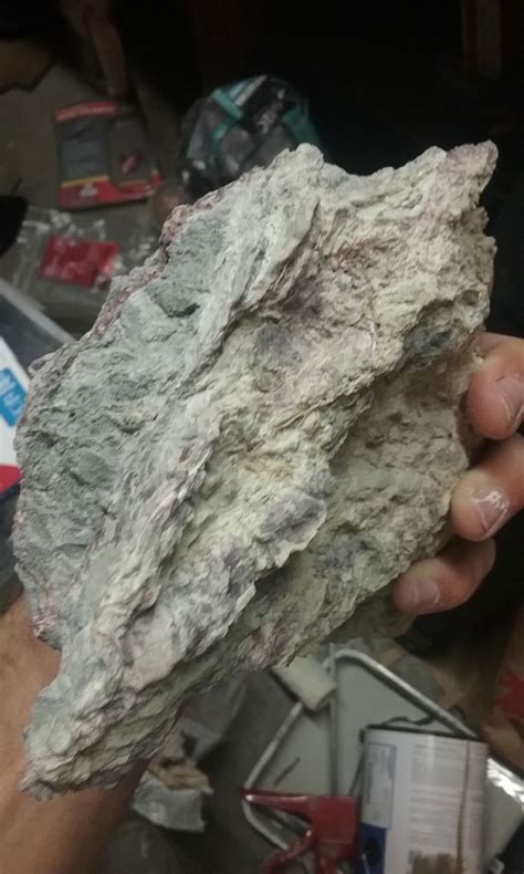 Help Fossil Id The Fossil Forum