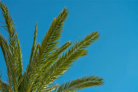 120 Paisaje De Las Praderas Y Palmeras Y Arboledas Paisaje De Prados