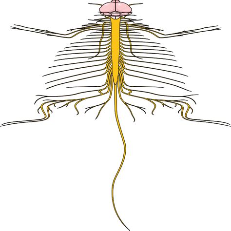 Rat Nervous System Anatomic Figure Science Figures
