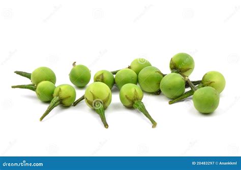 Solanum Indicum Stock Image Image Of Ingradient Thai 20483297