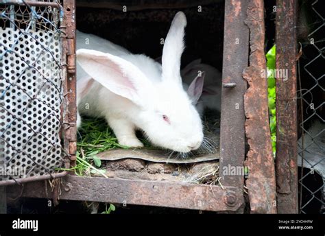 Fluffy White Rabbit On Florida White Arba