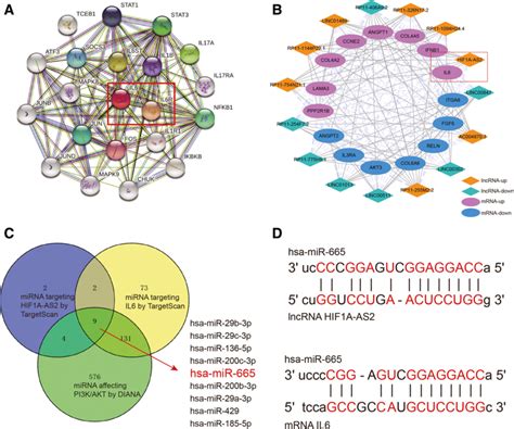 Analysis Of Lncrna Mirna Mrna Axis A String Downstream Proteins Of Download Scientific
