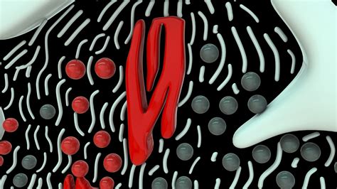 Ultrastructure Of Nucleolus 3d Turbosquid 2207489