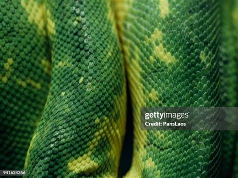 rough scale python fotografías e imágenes de stock getty images