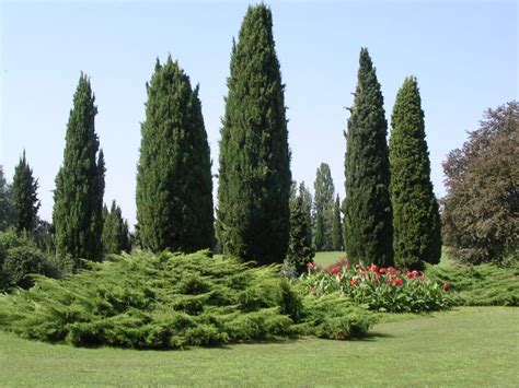 Types Of Cypress Trees For Garden