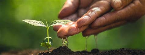 Lumpyvax Biological Vaccine Against Skin Disease In Cattle Ckl Africa