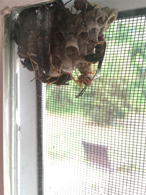 Paper Wasp Nest Growing In Window Frame Rpics Paper Wasp Nest Growing In Window Frame Rpics