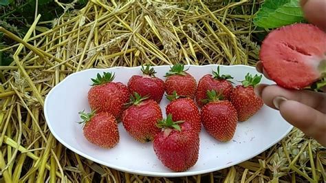 Сорт клубники САНДРА / Sandra. Хороша, вкусна и ароматна. - YouTube