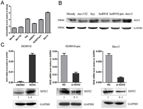 Sox2 Expression In Different Ovarian Tumor Cell Download