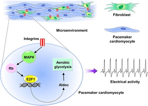 Fibroblasts Drive Metabolic Reprogramming In Pacemaker Cardiomyocytes Circulation Research