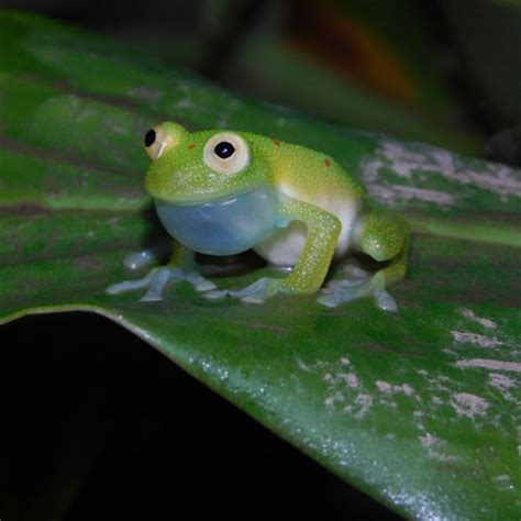 See The Top 20 Weirdest Frogs And Toads