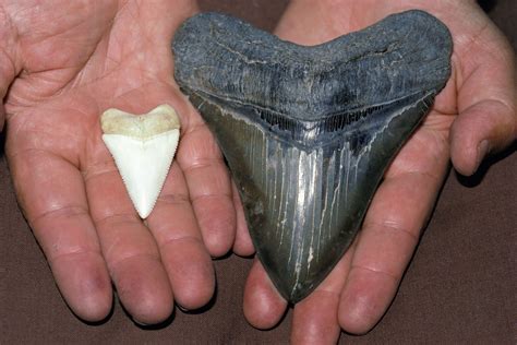 Megalodon Extinction Fossils Sharks Britannica